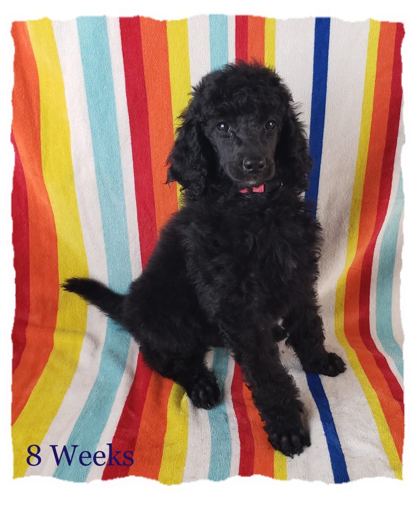 Piper & Charlie's 2025 Lexi - Sonne Standard Poodles